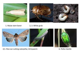Insects pests of maize | PPTX