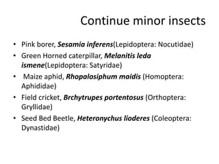 Insects pests of maize | PPTX