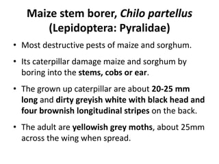 Insects pests of maize | PPTX