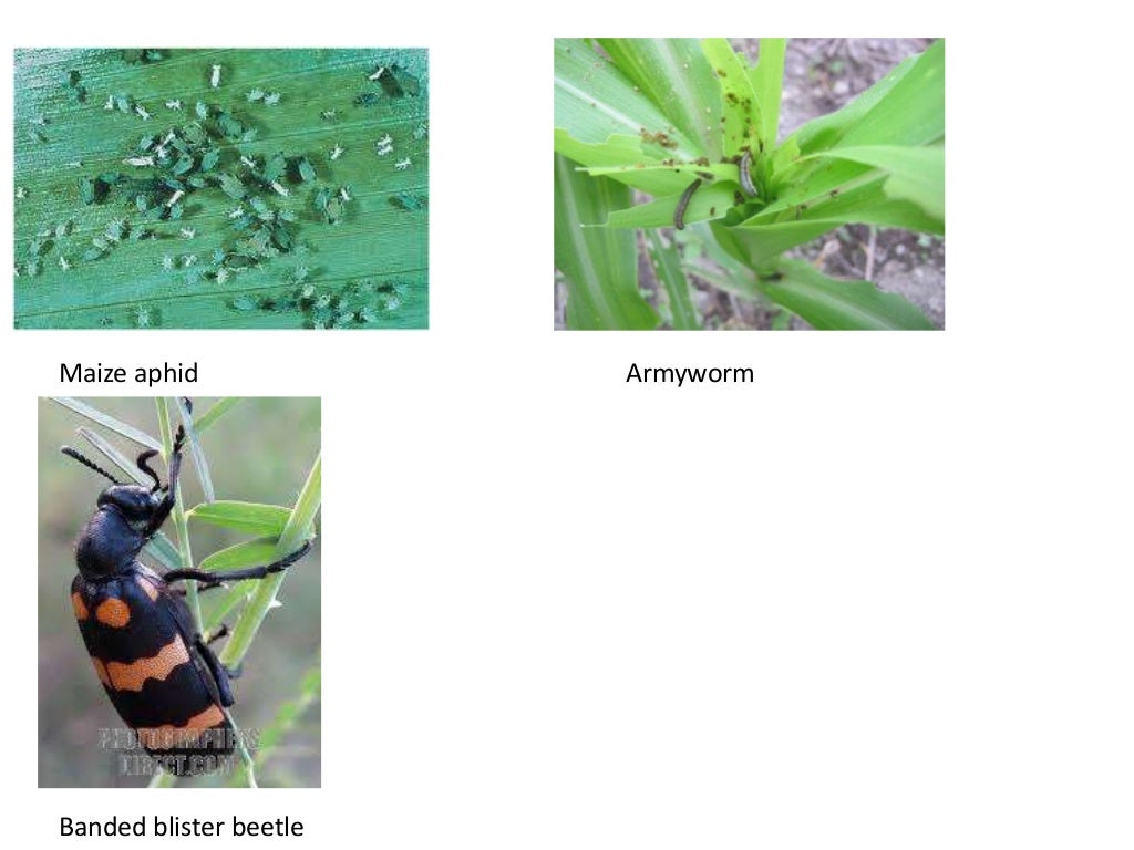 Insects pests of maize