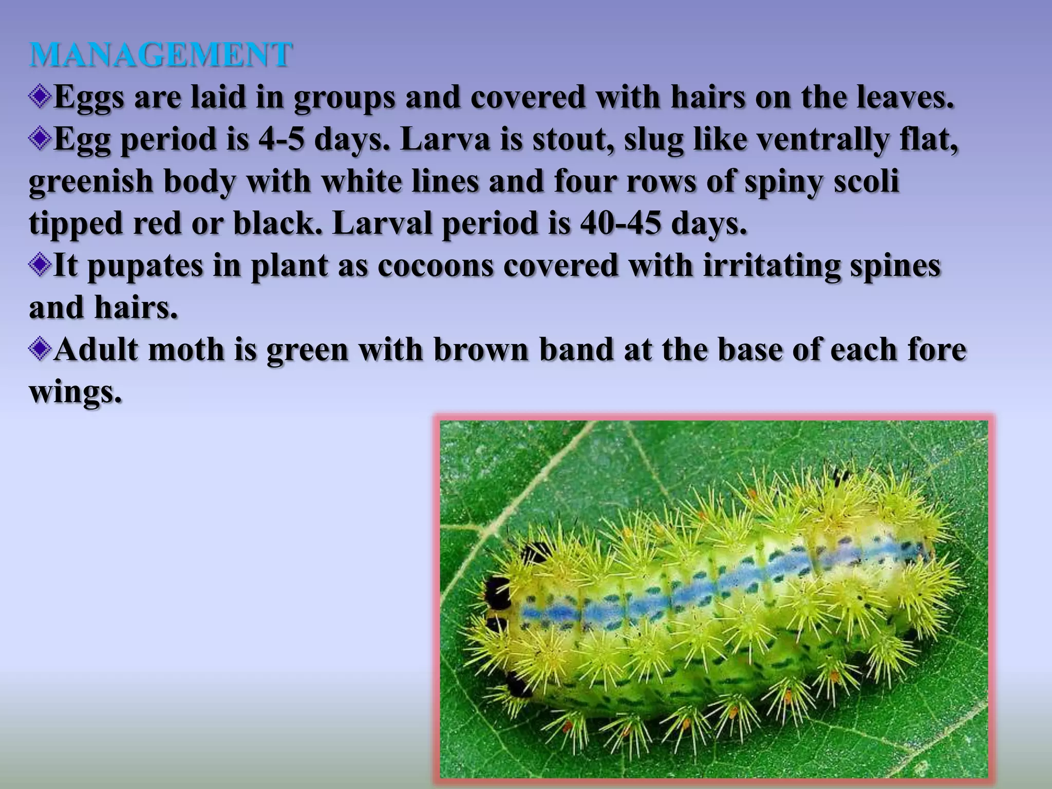 Insects, pests of pineapple | PPTX