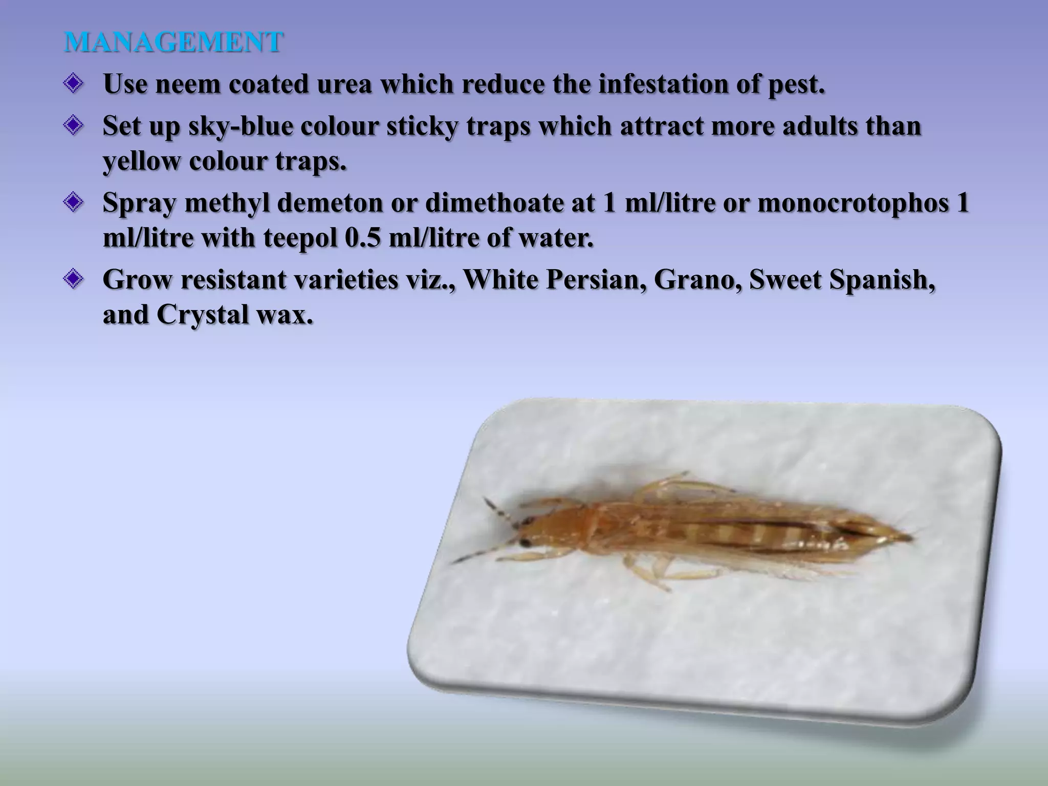 Insects, pests of pineapple | PPTX