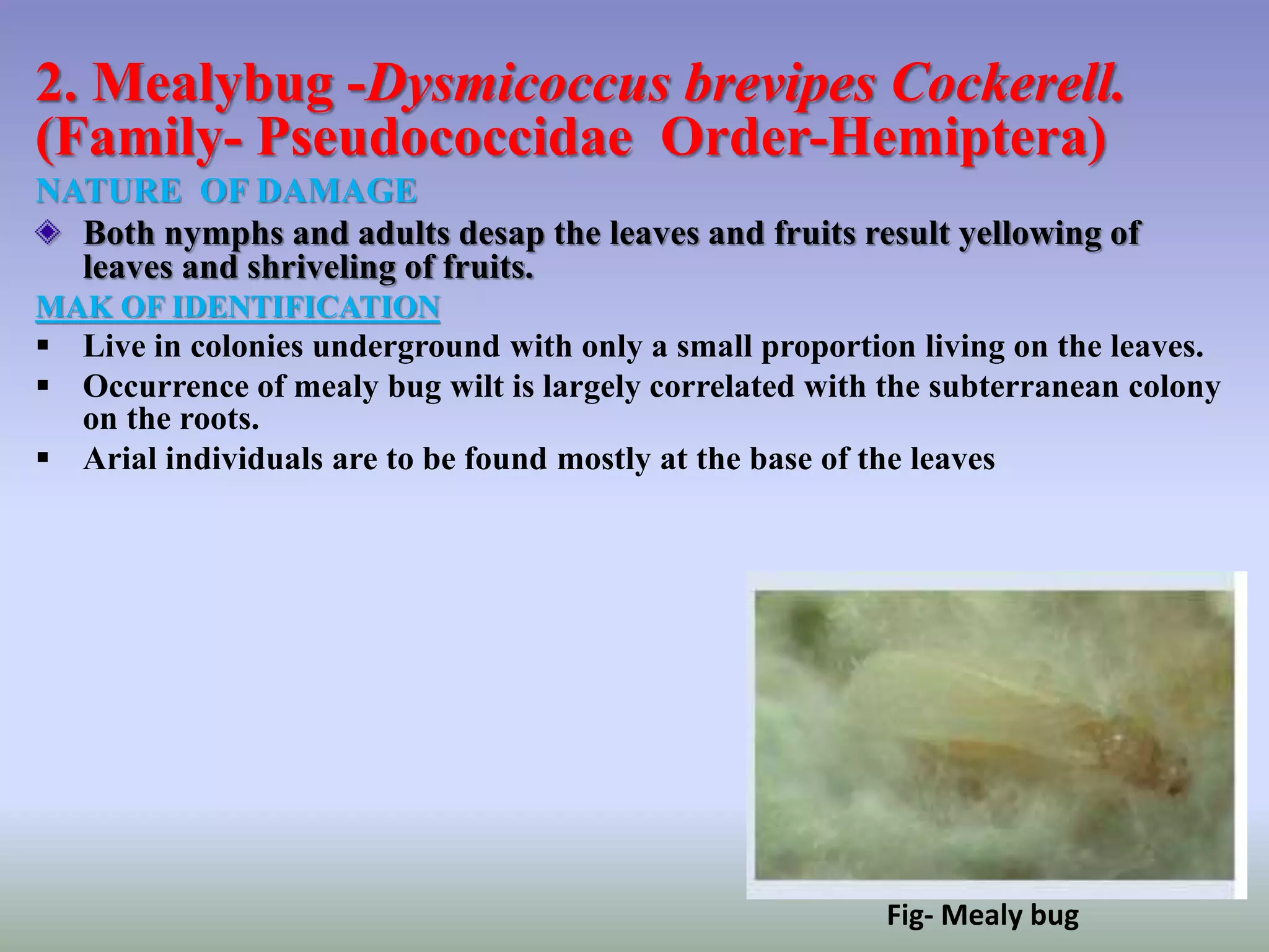 Insects, pests of pineapple | PPTX