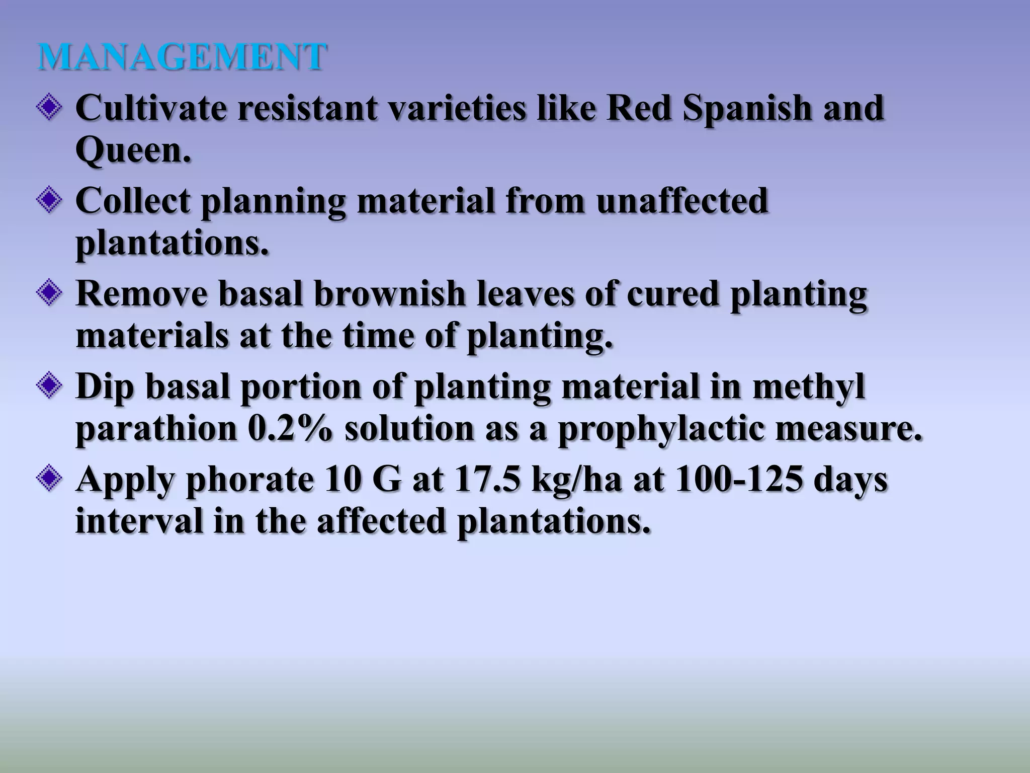 Insects, pests of pineapple | PPTX