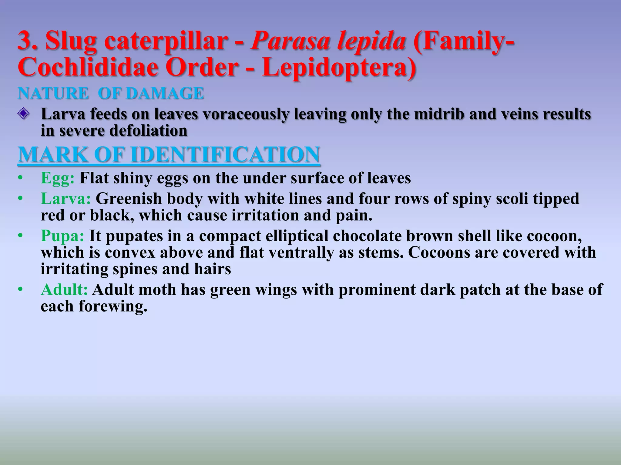 Insects, pests of pineapple | PPTX