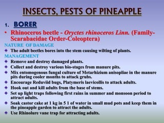 Insects, pests of pineapple | PPTX