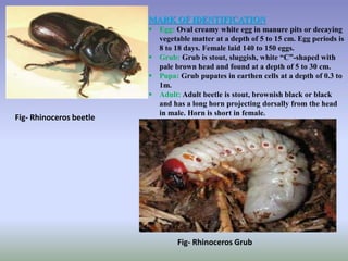 Insects, pests of pineapple | PPTX
