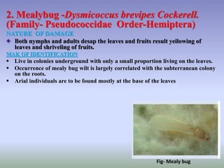 Insects, pests of pineapple | PPTX