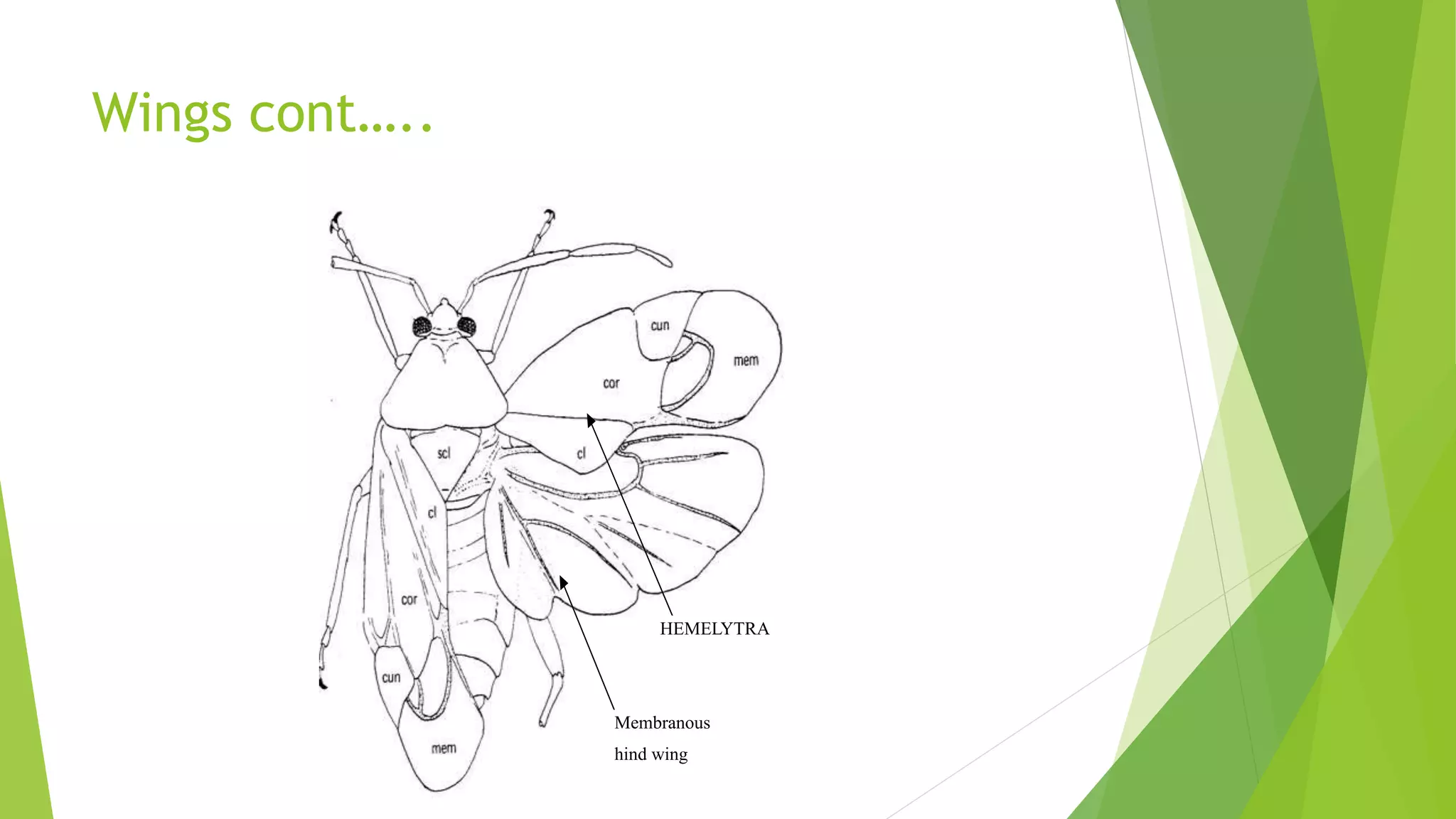 Insects physiology | PPTX