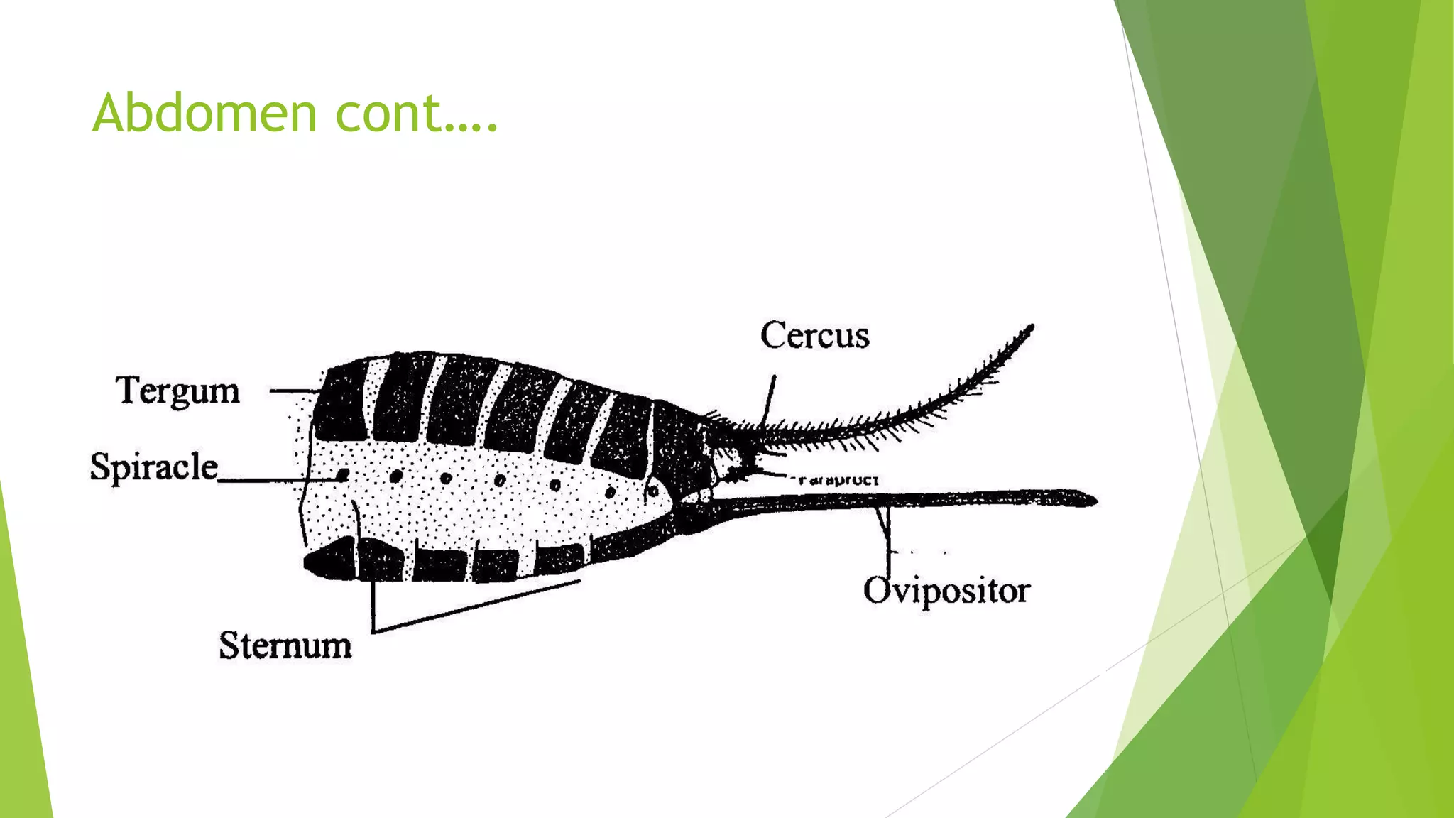 Insects physiology | PPTX