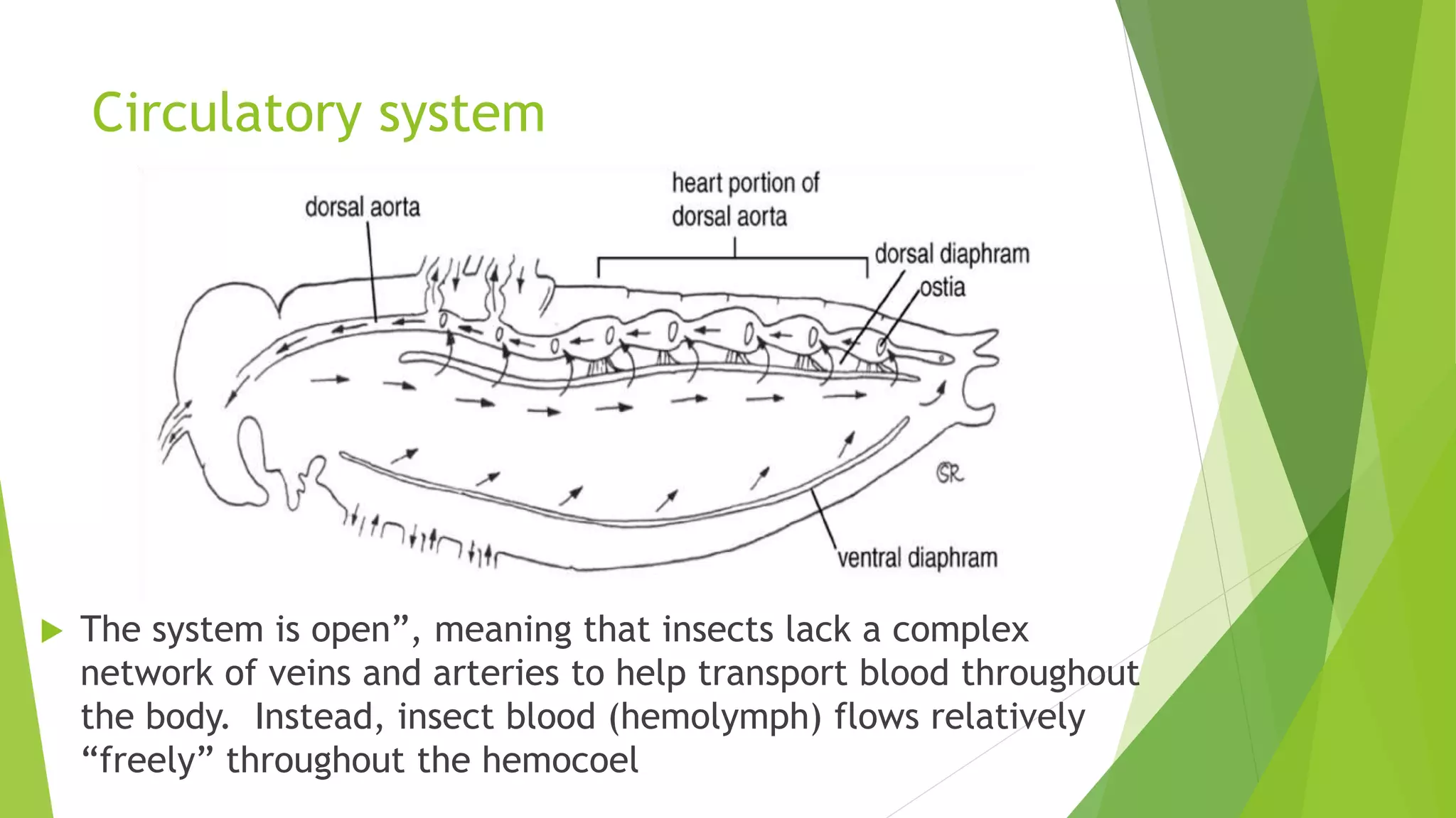 Insects physiology | PPTX