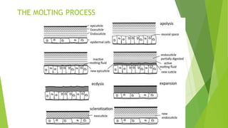 Insects physiology | PPTX