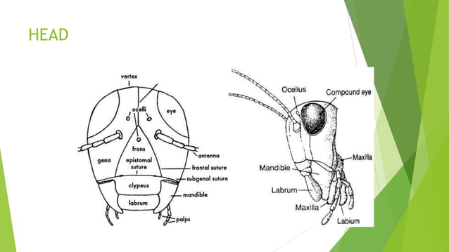 Insects physiology | PPTX
