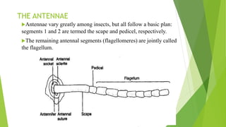 Insects physiology | PPTX