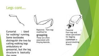 Insects physiology | PPTX