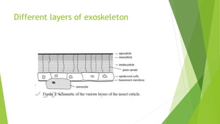 Insects physiology | PPTX