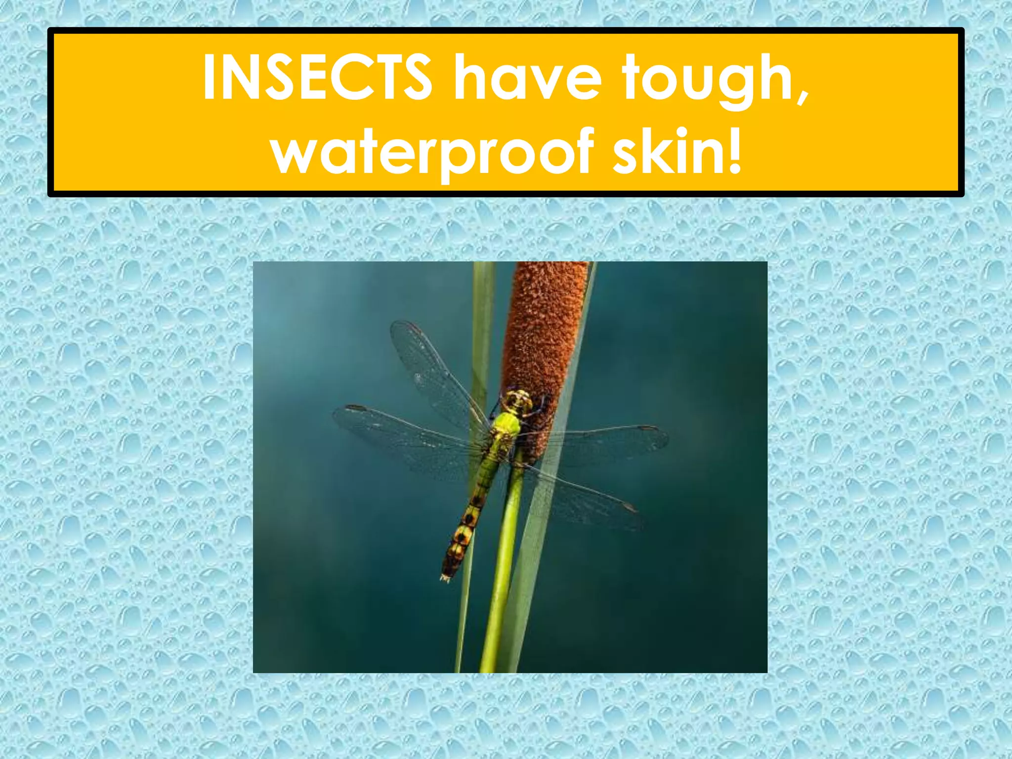 Insects powerpoint | PPTX
