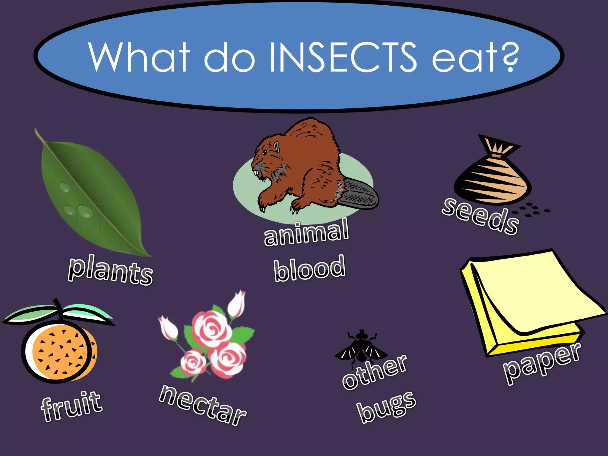 Insects powerpoint | PPTX