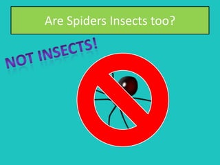 Insects powerpoint | PPTX