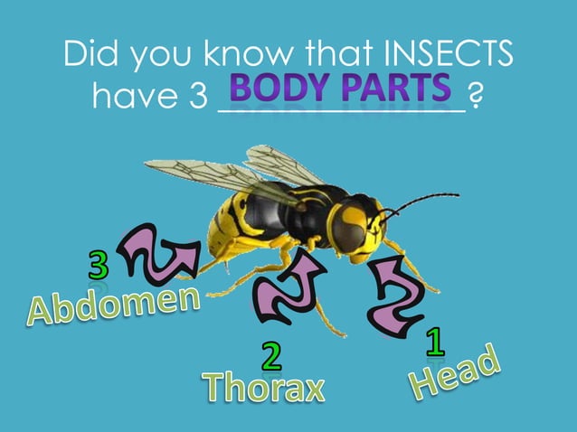 Insects powerpoint | PPTX | Beekeeping | Hobbies & Interests