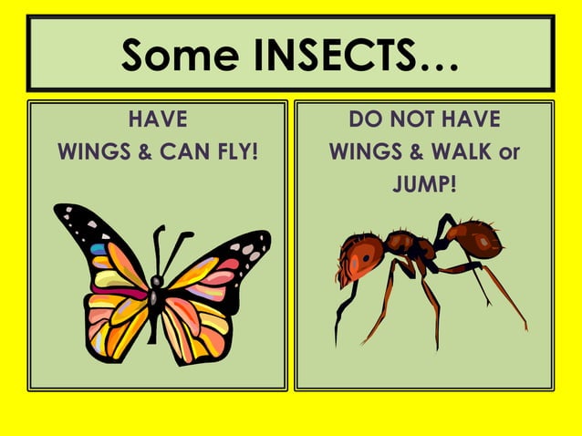 Insects powerpoint | PPTX | Beekeeping | Hobbies & Interests