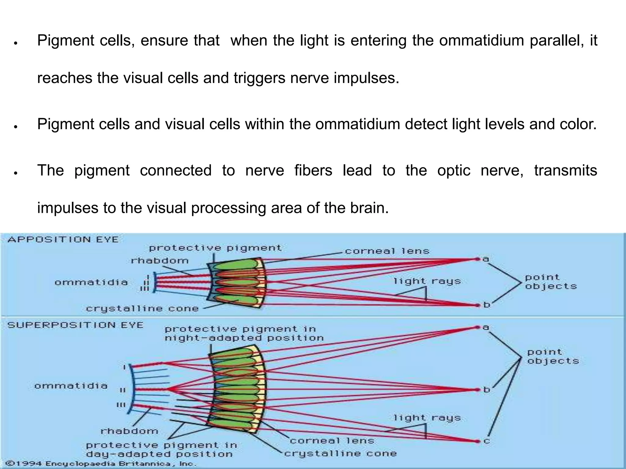 Insect Inspired technology | PPTX