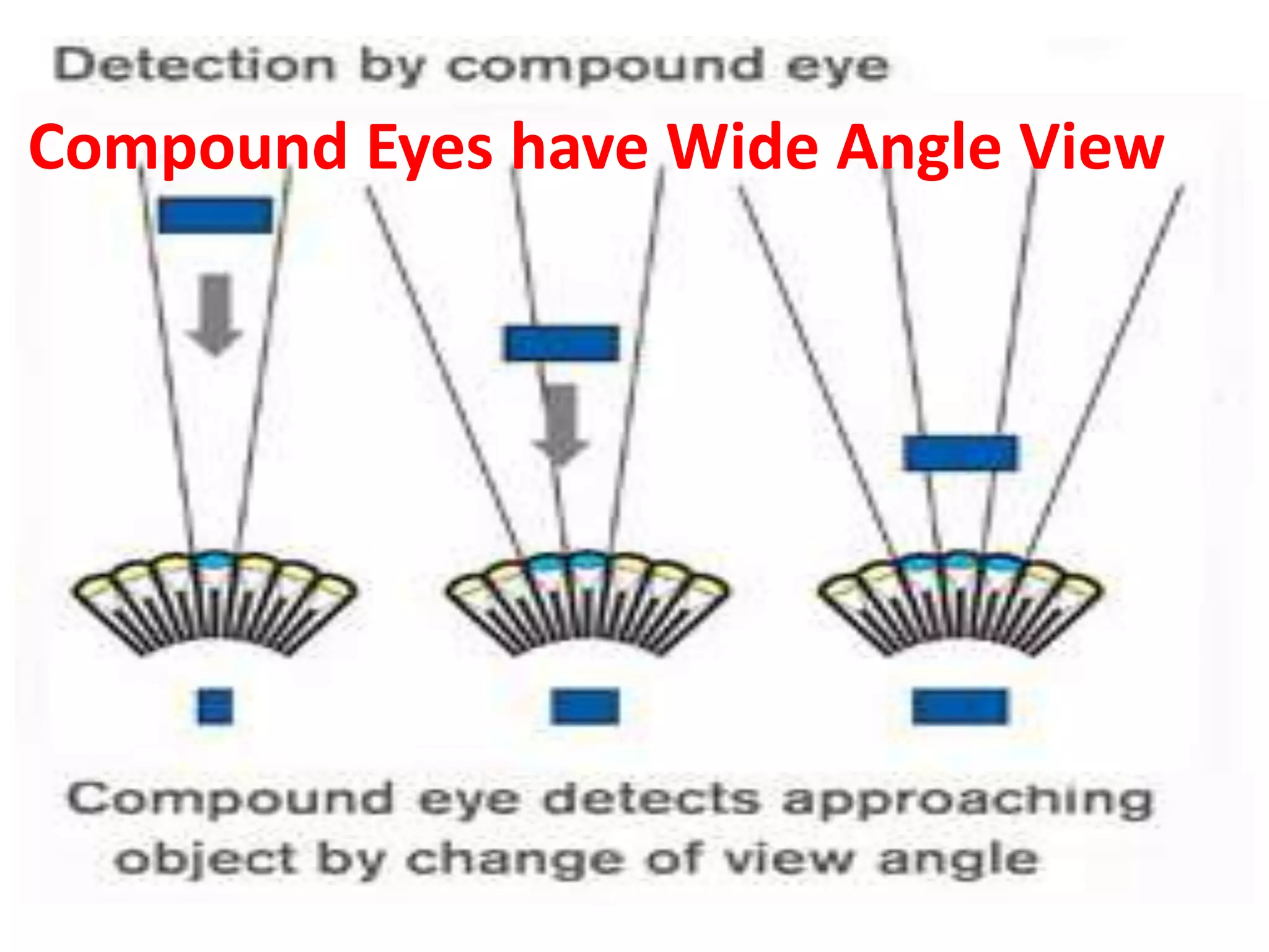 Insect Inspired technology | PPTX