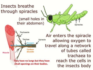 Insect Inspired technology | PPTX