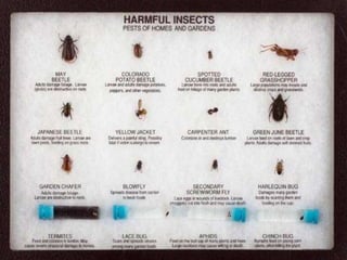 Insect Inspired technology | PPTX