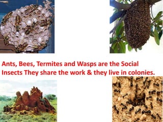 Insect Inspired technology | PPTX