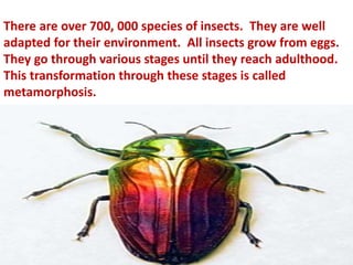 Insect Inspired technology | PPTX