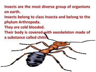 Insect Inspired technology | PPTX