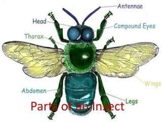 Insect Inspired technology | PPTX