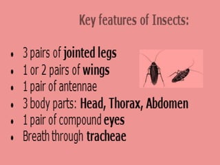 Insect Inspired technology | PPTX