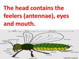 Insect Inspired technology | PPTX