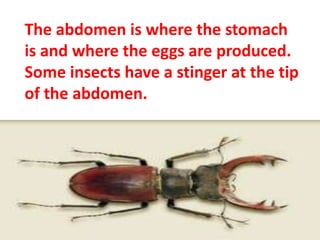 Insect Inspired technology | PPTX