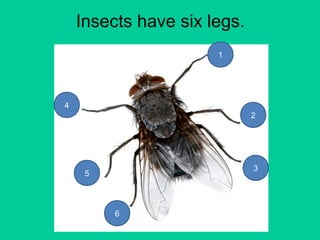 Insects ppt blog | PPT