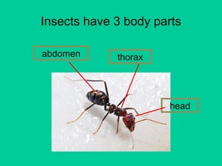 Insects ppt blog | PPT