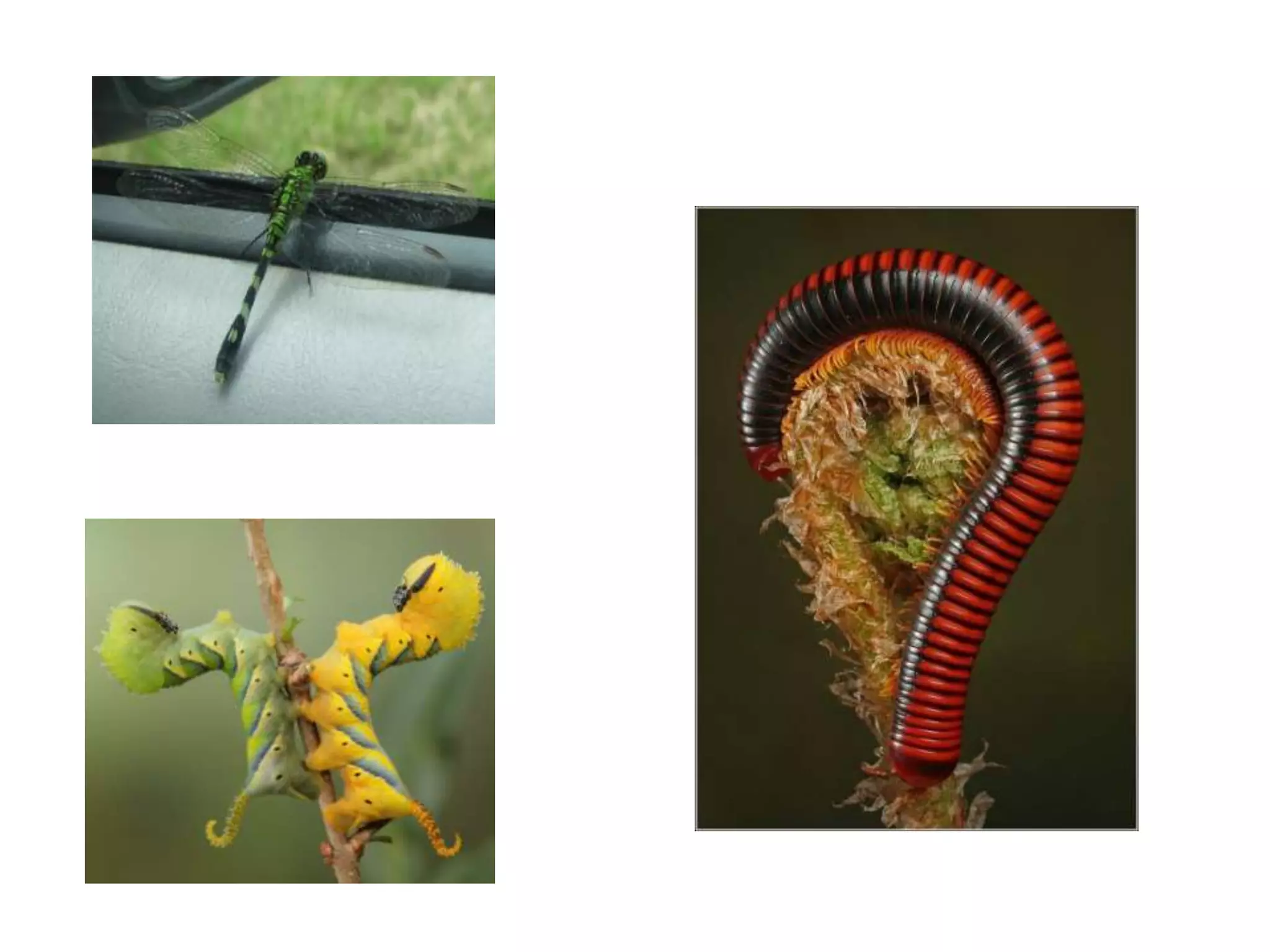 Insects Presentation. | PPT
