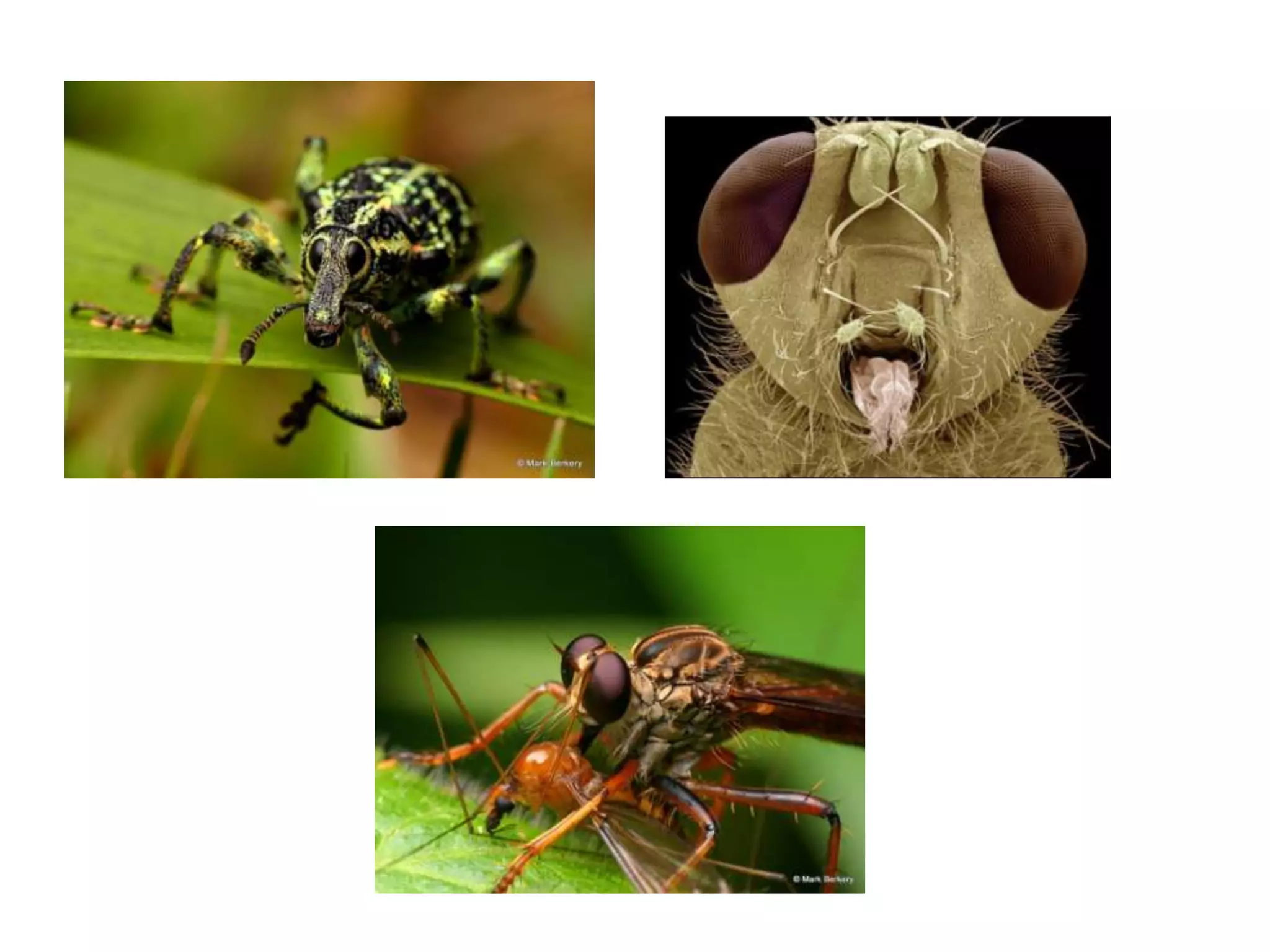 Insects Presentation. | PPT