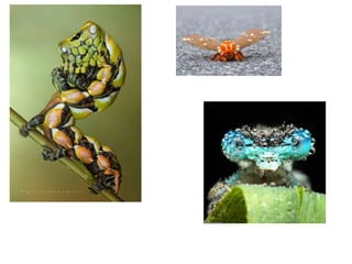 Insects Presentation. | PPT