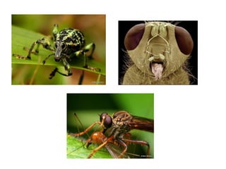 Insects Presentation. | PPT