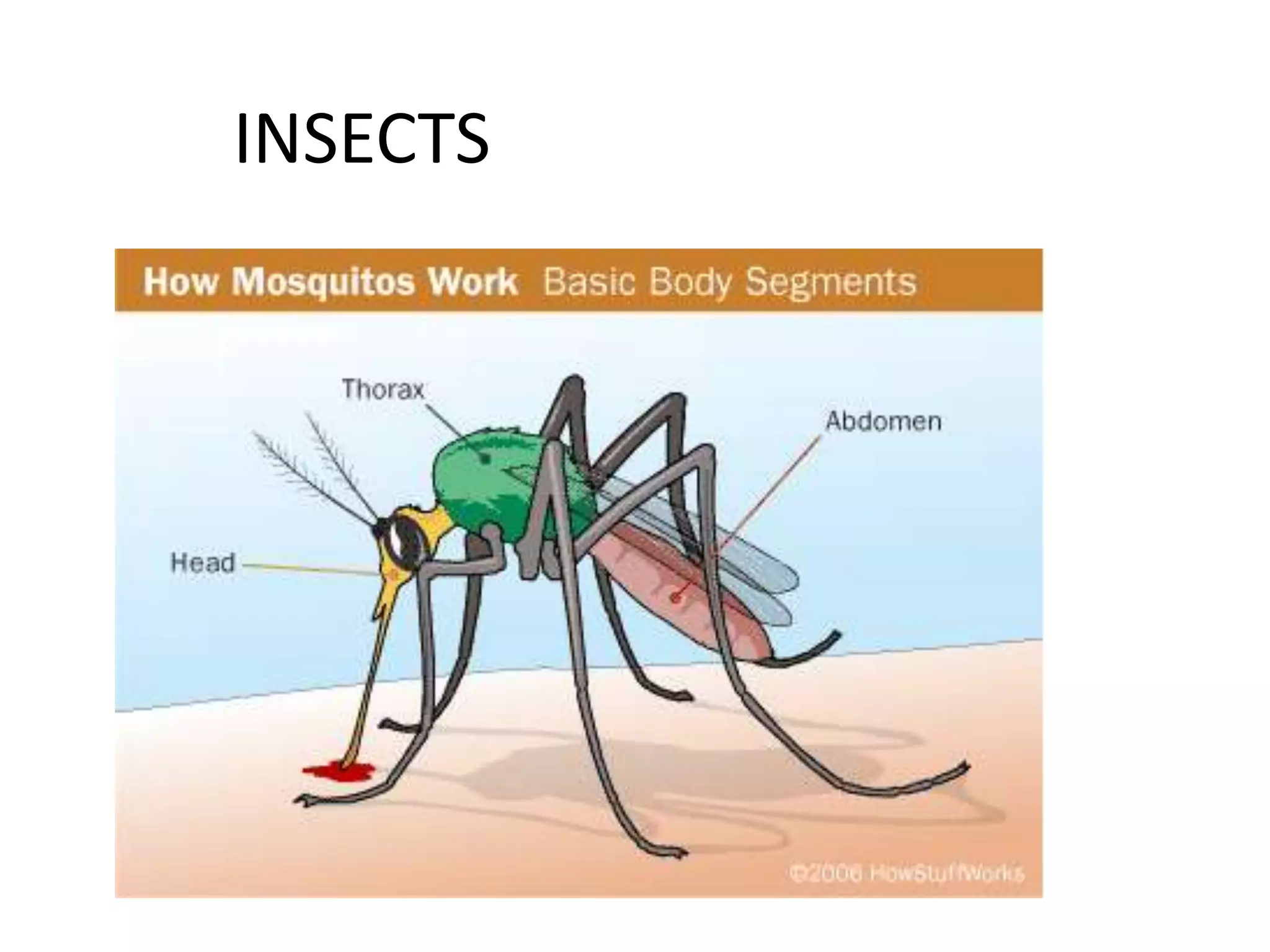 Insects presentation | PPTX