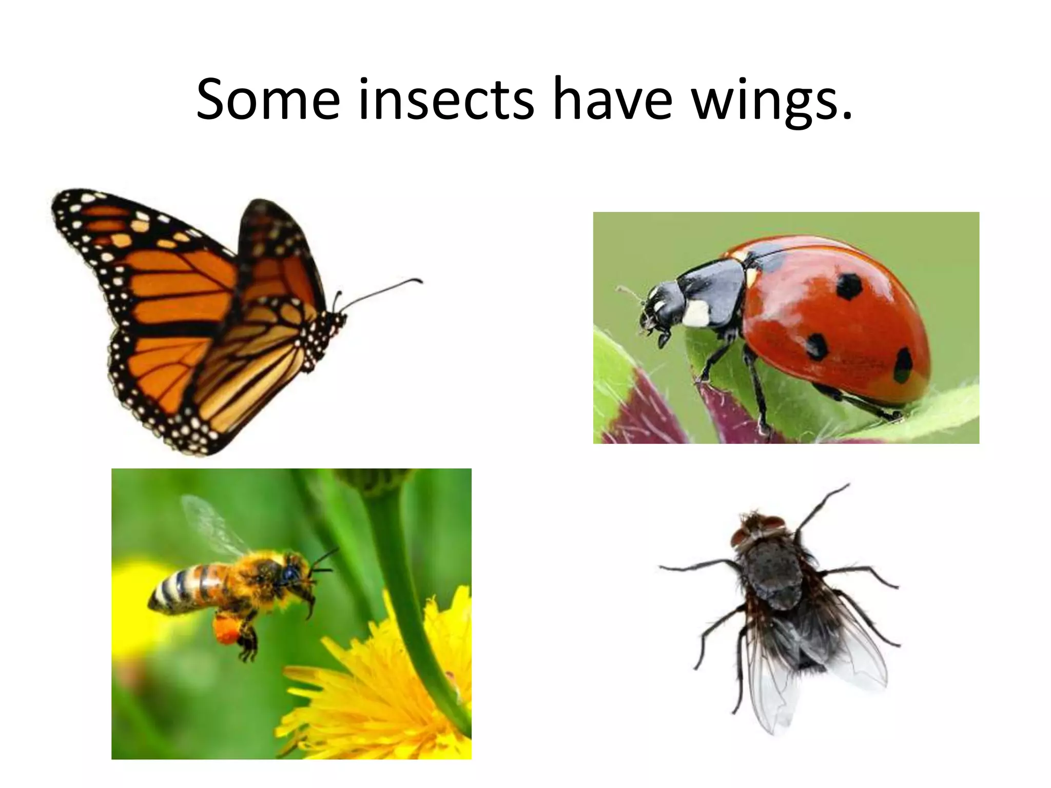 Insects presentation | PPTX