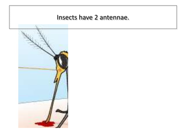 Insects presentation | PPTX