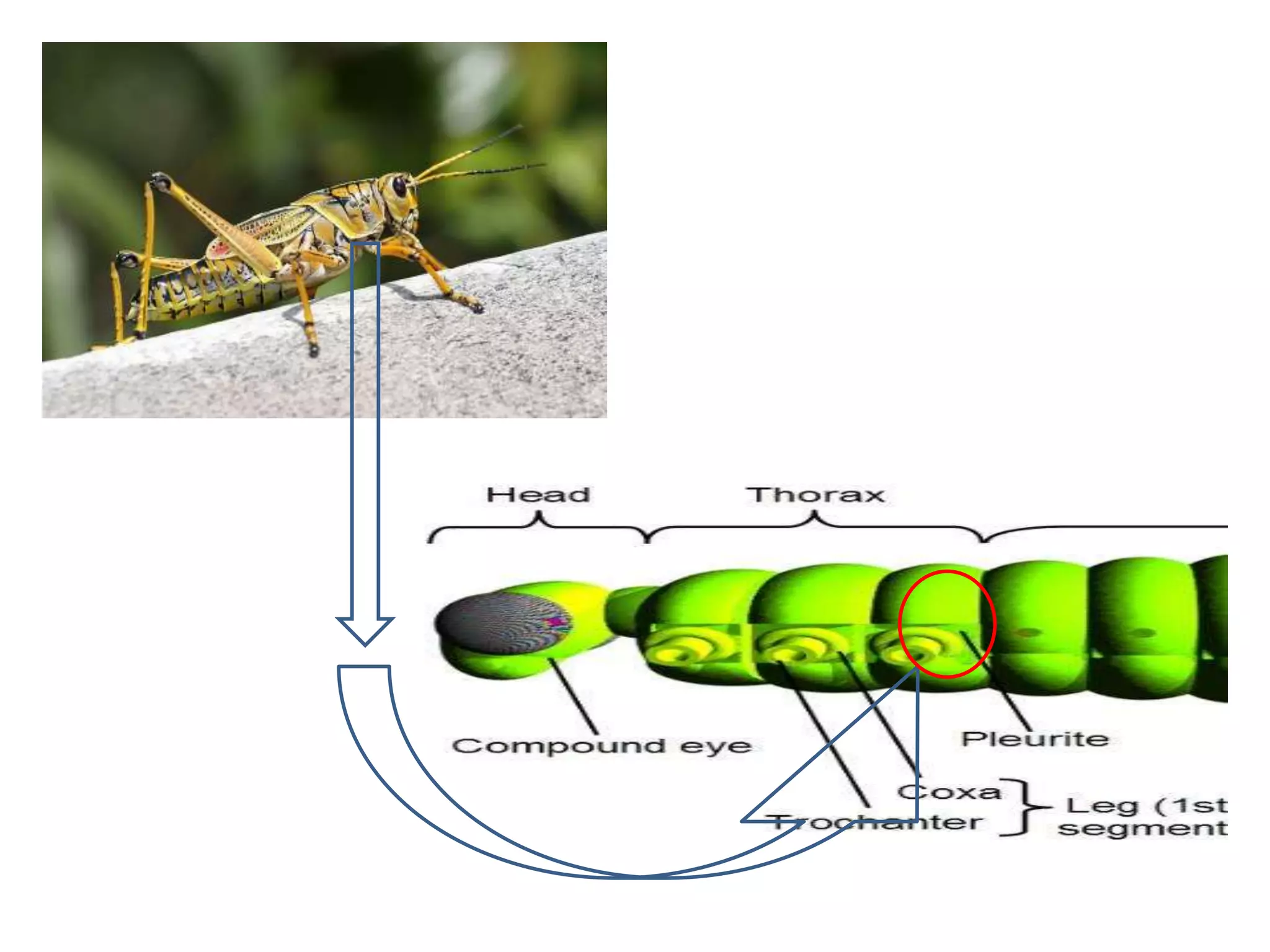 Insect sternites & pleurites | PPTX