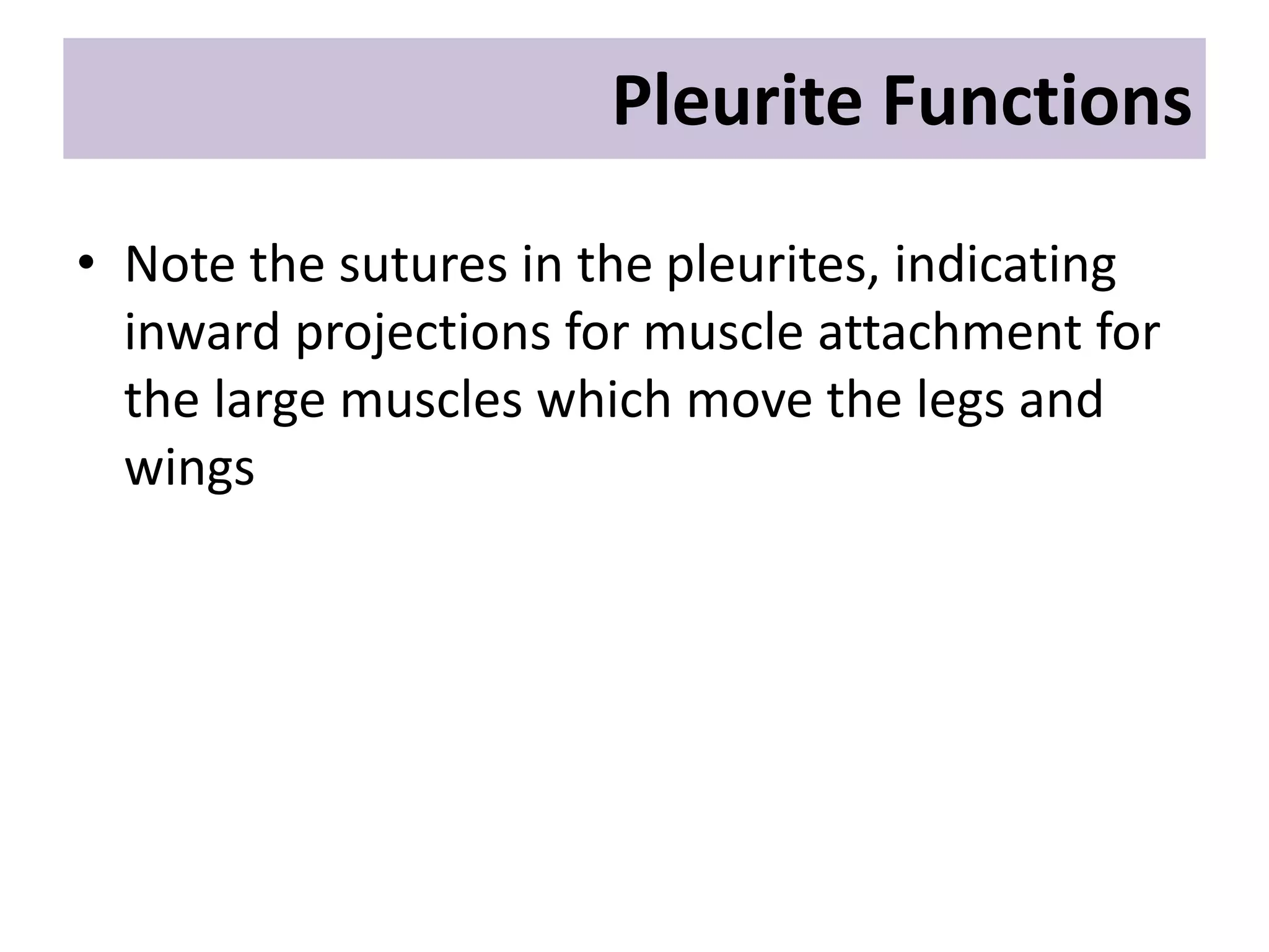 Insect sternites & pleurites | PPTX