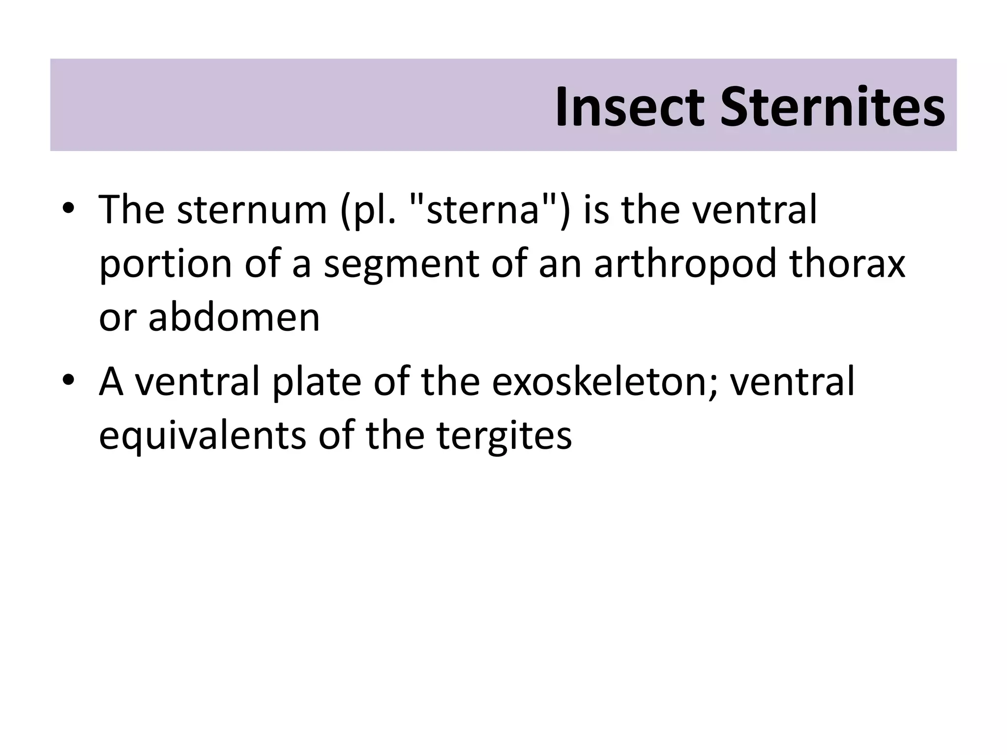 Insect sternites & pleurites | PPTX