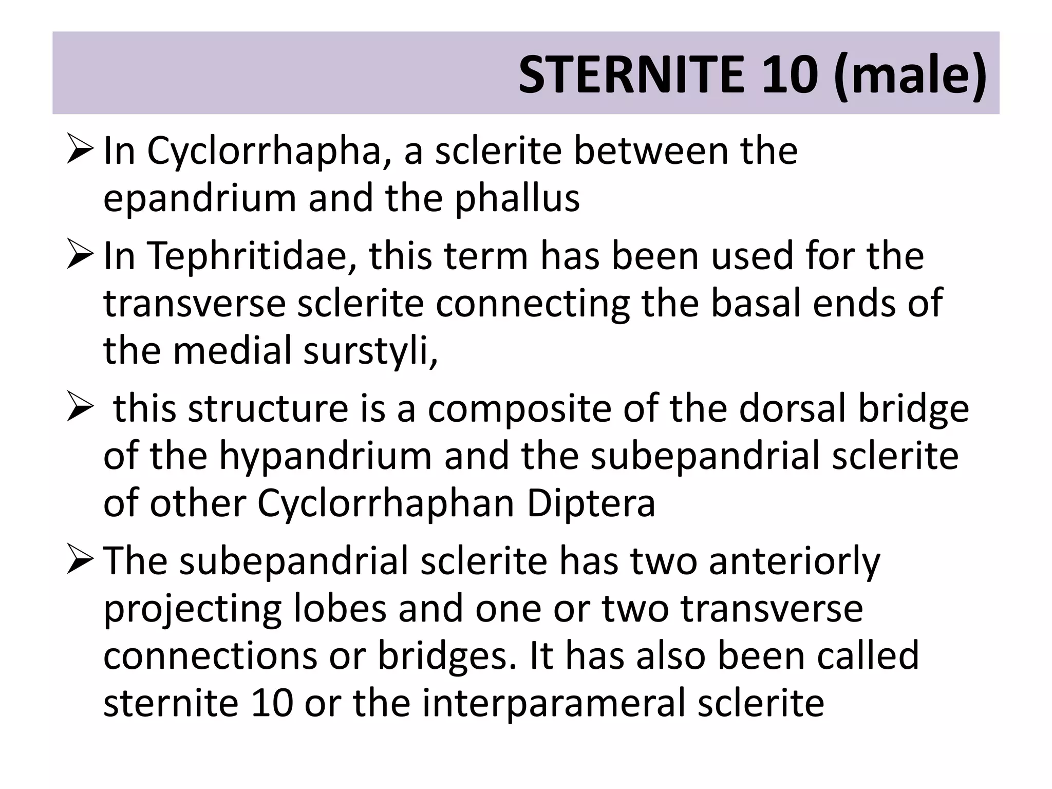 Insect sternites & pleurites | PPTX