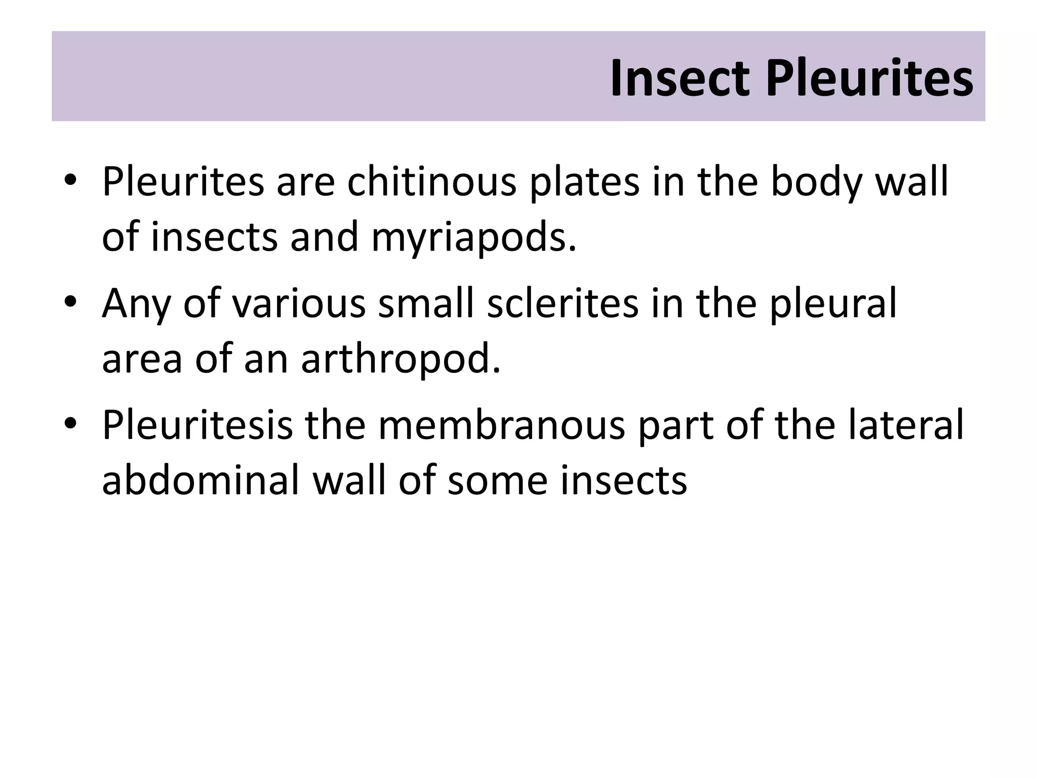 Insect sternites & pleurites | PPTX